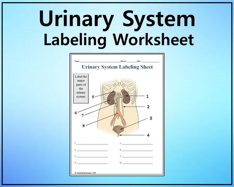 Urinary System Labeling Worksheet - Science Editable DIGITAL DOWNLOAD ...