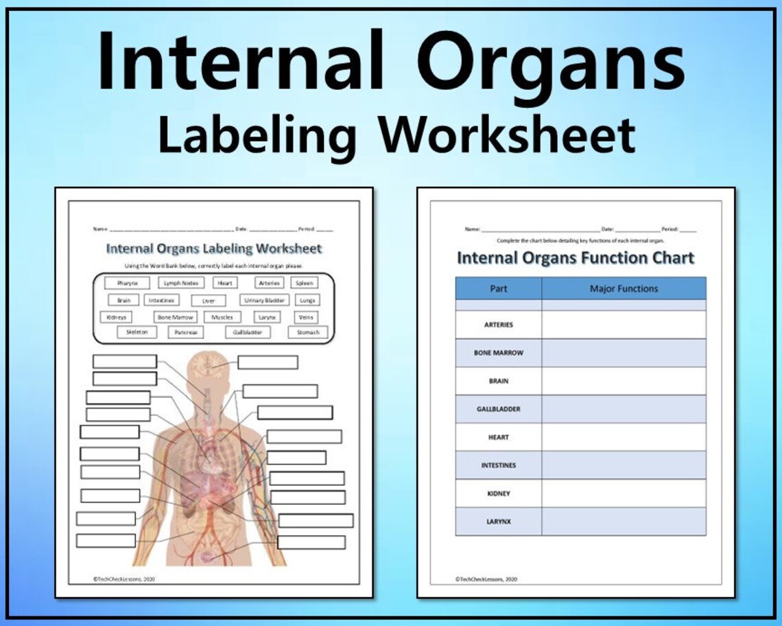 Internal Organs Labeling & Functions Science Worksheet/printable ...