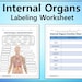 Internal Organs Labeling & Functions Science Worksheet/printable ...