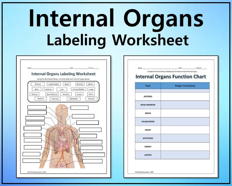Internal Organs Labeling & Functions Science Worksheet/printable ...