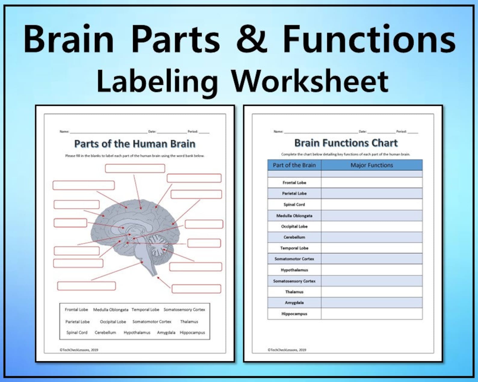 Parts and Functions of the Brain Labeling Worksheet - Science Editable DIGITAL DOWNLOAD - Etsy