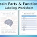 Parts and Functions of the Brain Labeling Worksheet - Science Editable ...