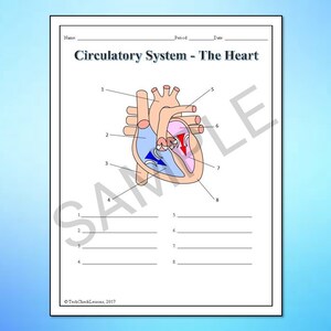 Human Body Systems Labeling Worksheets/activity/printable Bundle ...