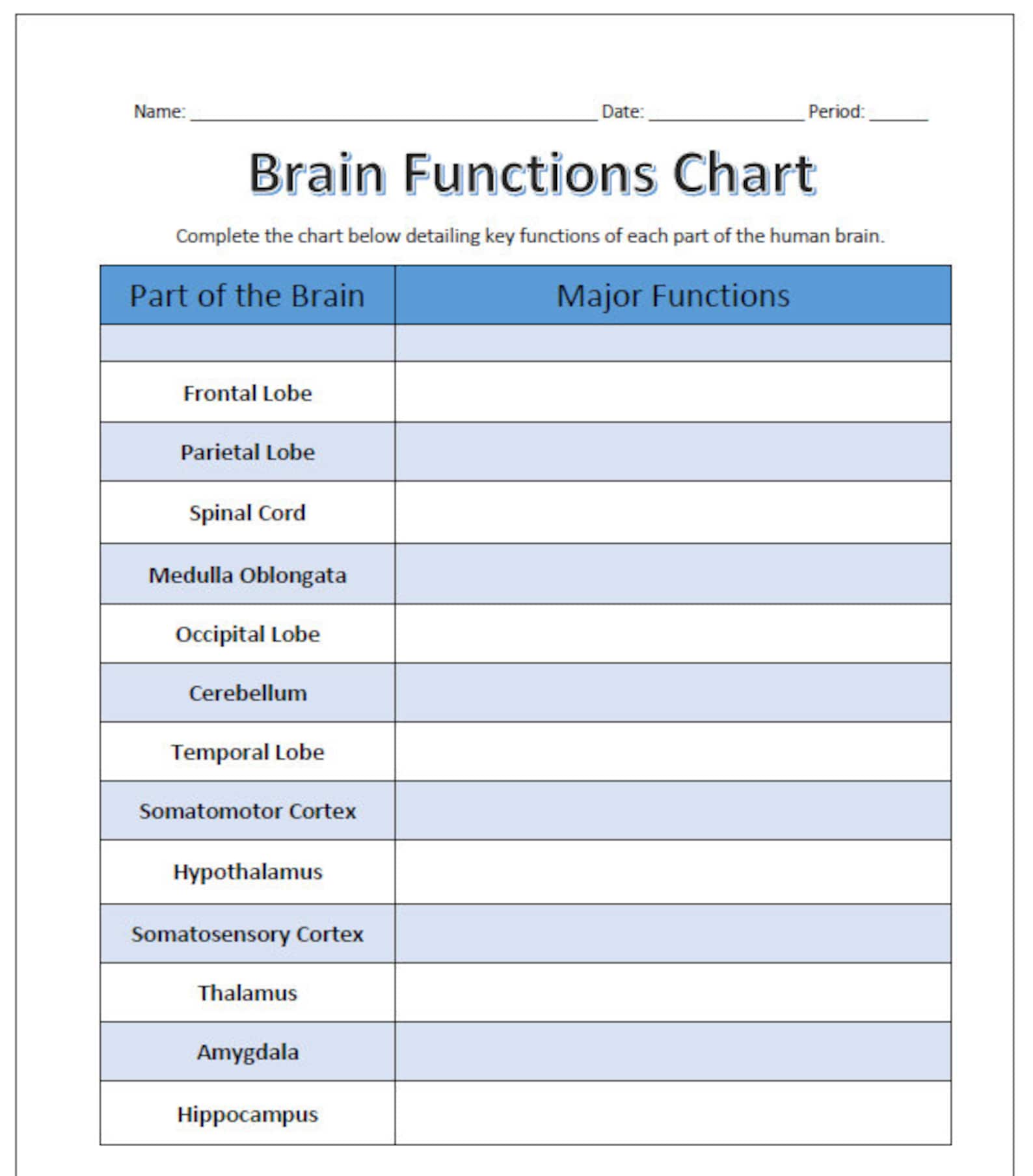 Parts and Functions of the Brain Labeling Worksheet - Science Editable ...