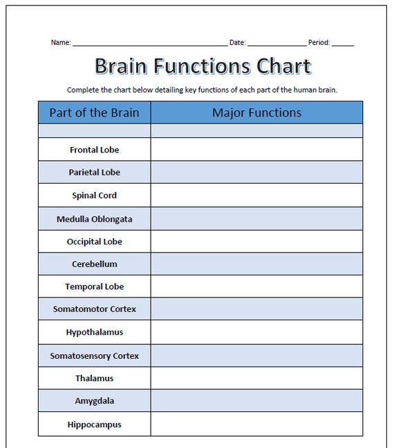 Parts Of The Brain And Their Functions Worksheet