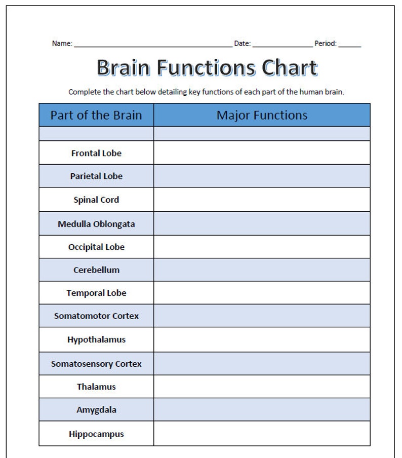 Parts and Functions of the Brain Labeling Worksheet - Science Editable ...