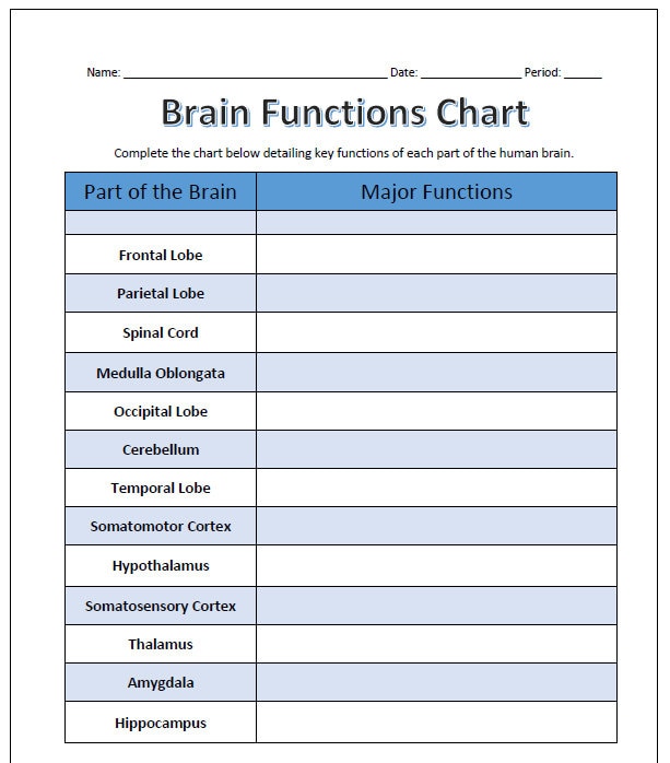 Parts and Functions of the Brain Labeling Worksheet - Science Editable ...