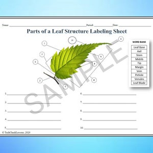 Parts of a Leaf Structure & Functions Labeling Worksheet - Science ...