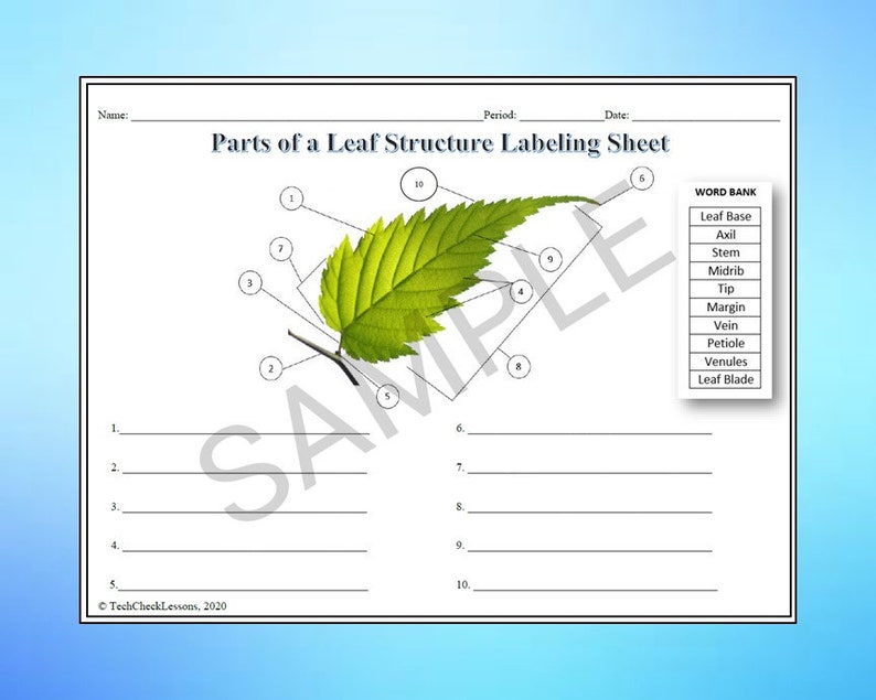 Parts of a Leaf Structure & Functions Labeling Worksheet - Science ...