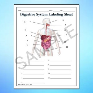 Human Body Systems Labeling Worksheets/activity/printable Bundle ...