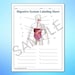 Human Body Systems Labeling Worksheets/activity/printable Bundle ...