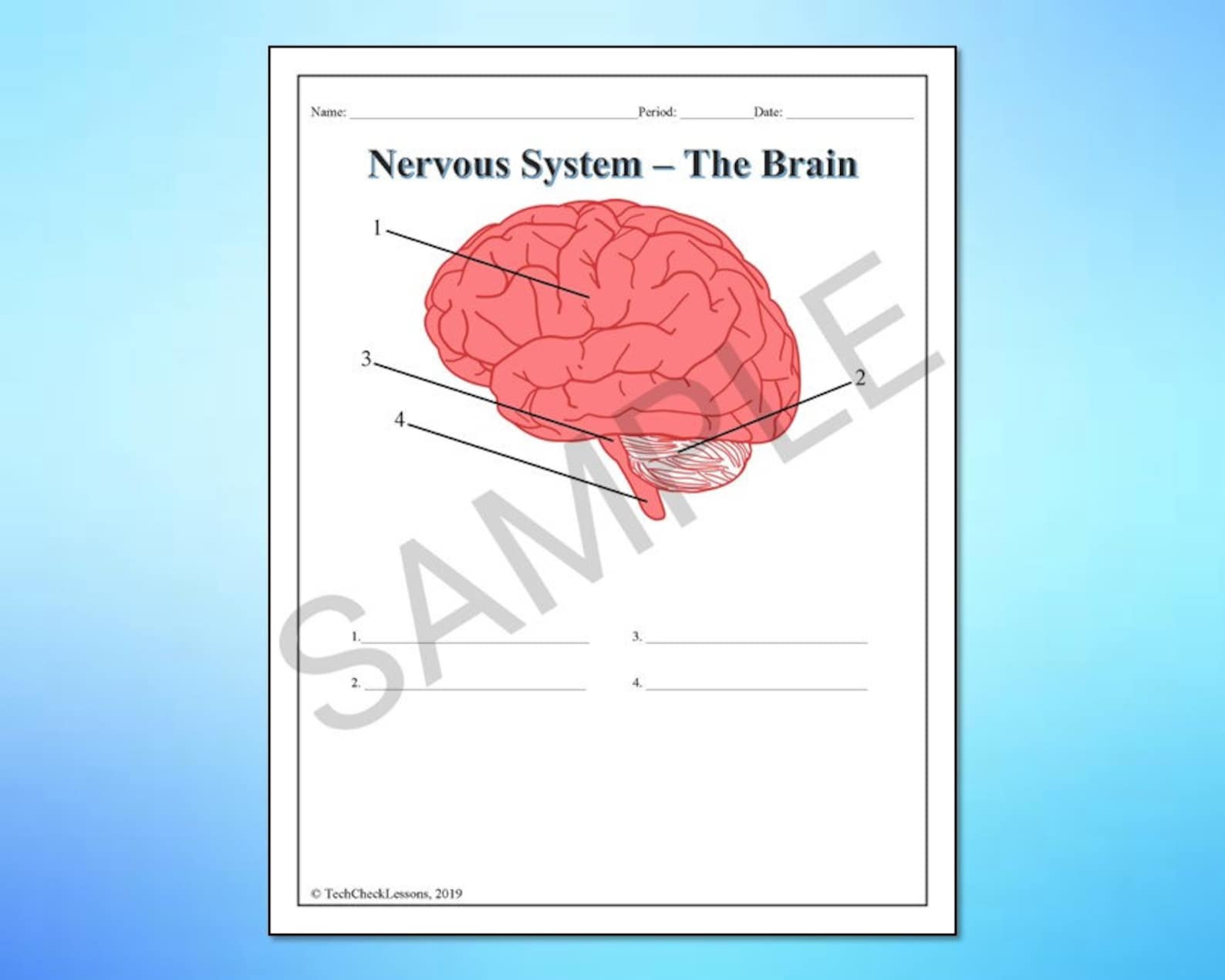 Human Body Systems Labeling Worksheets/activity/printable Bundle ...