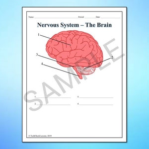 Human Body Systems Labeling Worksheets/activity/printable Bundle ...
