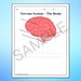 Human Body Systems Labeling Worksheets/activity/printable Bundle ...