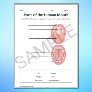 Parts of the Mouth Diagram Labeling Worksheet - Science Editable ...