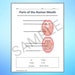 Parts of the Mouth Diagram Labeling Worksheet - Science Editable ...