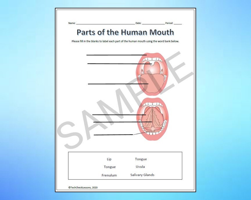 Parts of the Mouth Diagram Labeling Worksheet - Science Editable ...