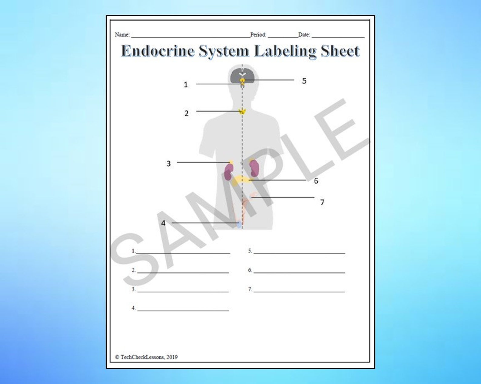 Endocrine System Labeling Worksheet - Science Editable DIGITAL DOWNLOAD ...