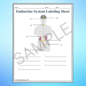 Endocrine System Labeling Worksheet - Science Editable DIGITAL DOWNLOAD ...