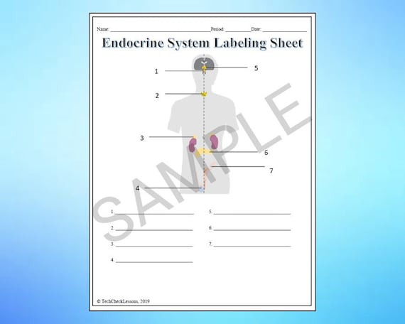Endocrine System Diagram Worksheet