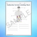 Endocrine System Labeling Worksheet - Science Editable DIGITAL DOWNLOAD ...