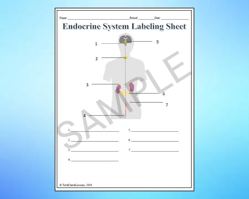 Endocrine System Labeling Worksheet - Science Editable DIGITAL DOWNLOAD ...