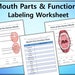 Parts of the Mouth Diagram Labeling Worksheet - Science Editable ...