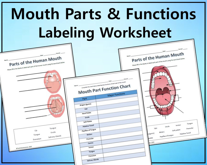 Parts of the Mouth Diagram Labeling Worksheet - Science Editable ...