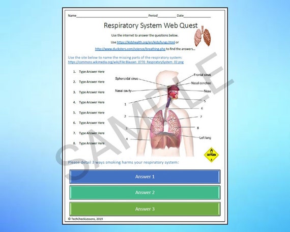 The Human Respiratory System Worksheet