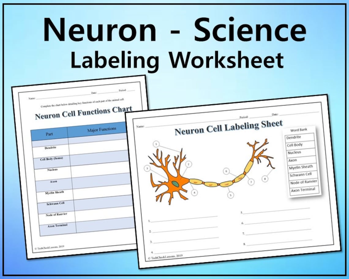 Neuron Cell Labeling & Functions Science Worksheet Editable DIGITAL ...