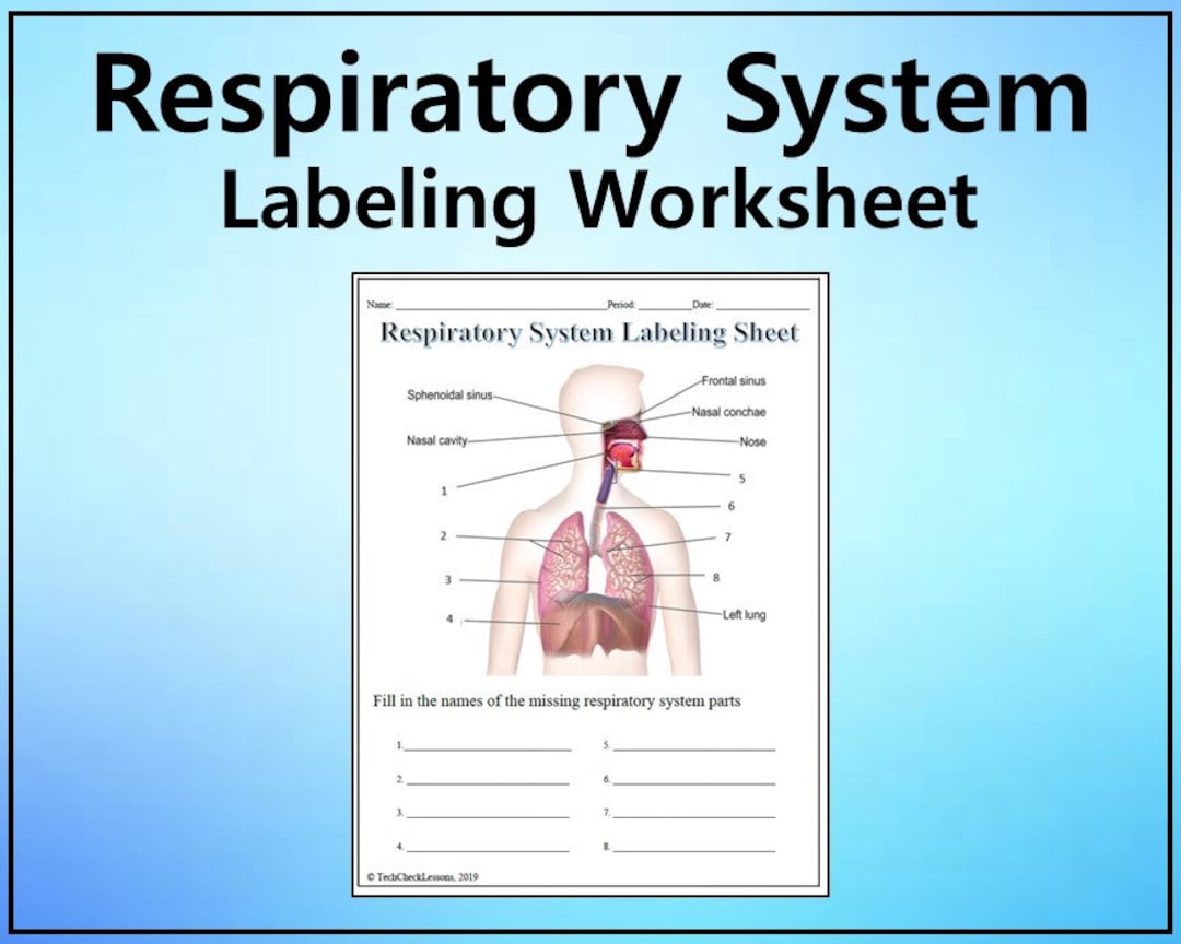 Respiratory System Labeling Worksheet Science Editable DIGITAL DOWNLOAD respiratory-system-labeling-worksheet-science-editable-digital-download