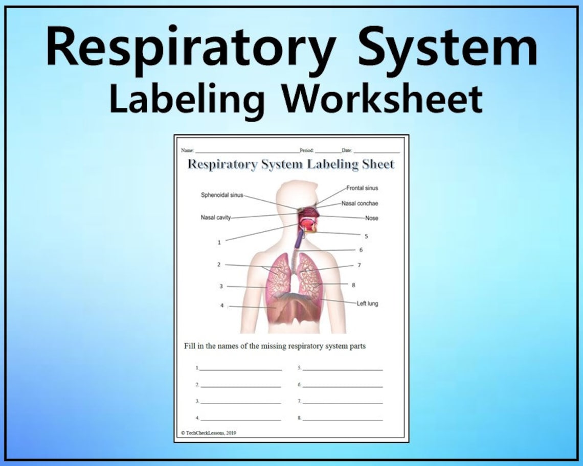 Respiratory System Labeling Worksheet - Science Editable DIGITAL ...