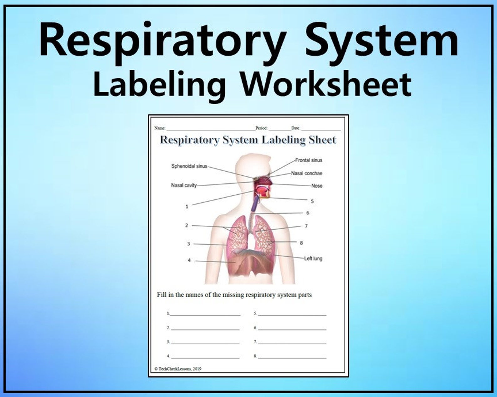 Respiratory System Labeling Worksheet - Science Editable DIGITAL ...