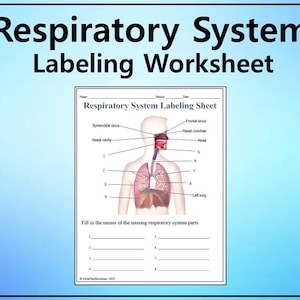 Respiratory System Labeling Worksheet - Science Editable DIGITAL ...