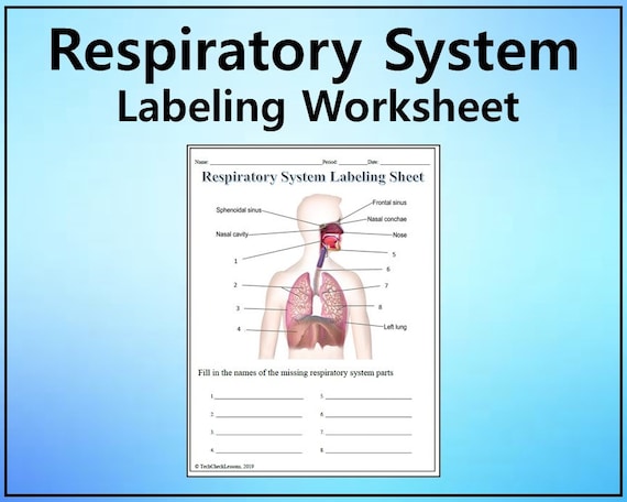 Respiratory System Worksheet Labeled