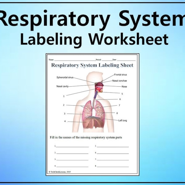 Respiratory System Diagram - Etsy