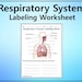 Respiratory System Labeling Worksheet - Science Editable DIGITAL ...
