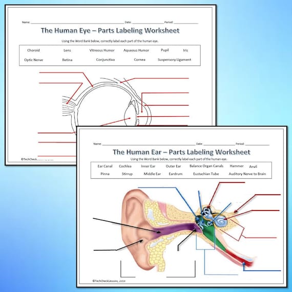 Human Eye Ear Diagram Labeling Science Worksheet For