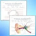 Human Eye & Ear Diagram Labeling Worksheet - Science Editable DIGITAL ...