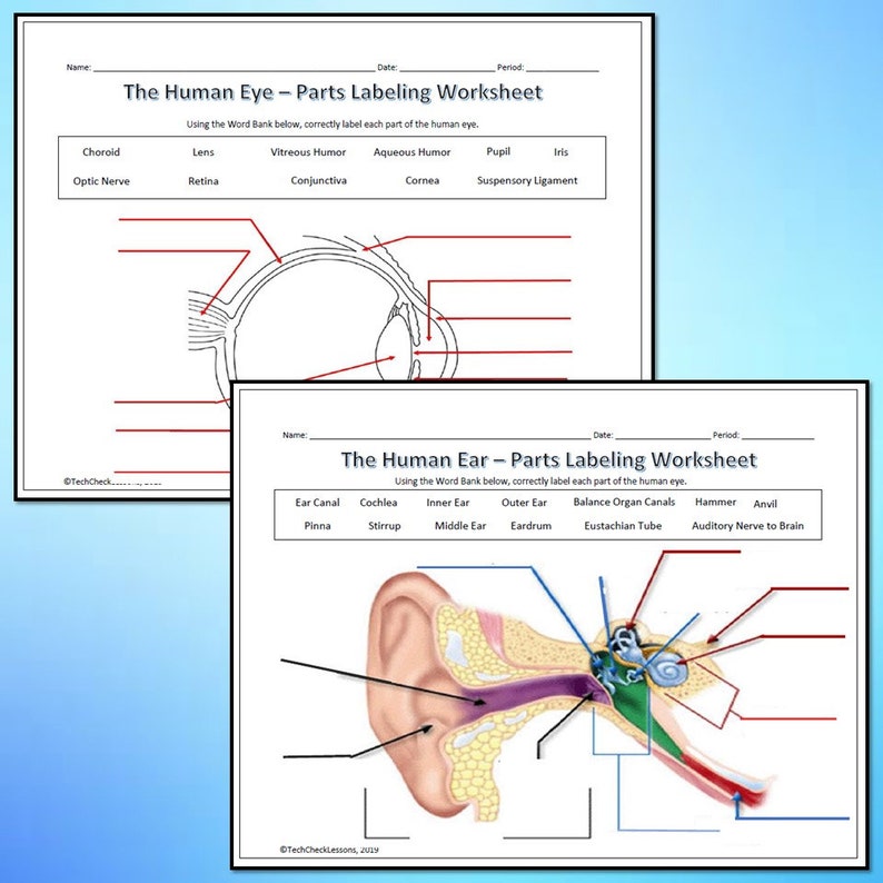 Human Eye & Ear Diagram Labeling Worksheet - Science Editable DIGITAL ...