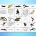 Vertebrates Cut Sort and Paste Worksheet Activity - Science Editable ...