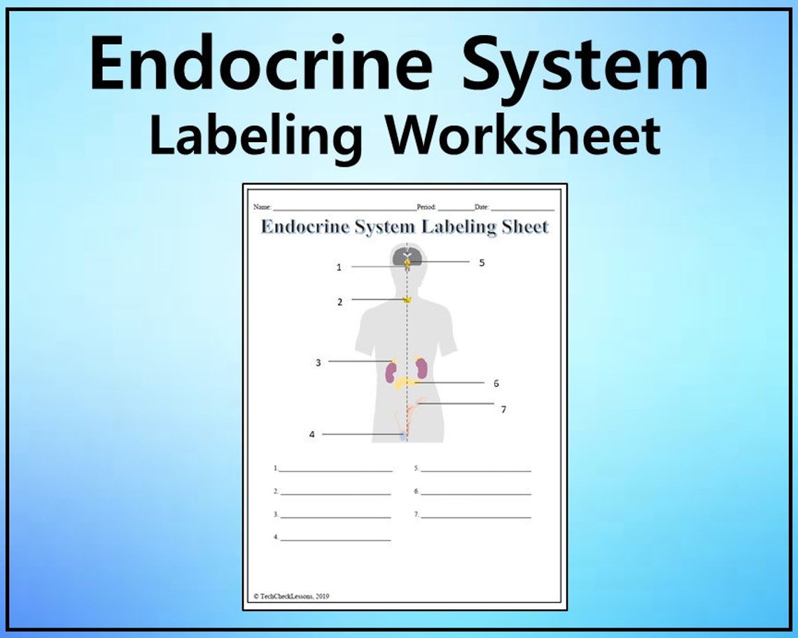 Endocrine System Labeling Worksheet - Science Editable DIGITAL DOWNLOAD ...