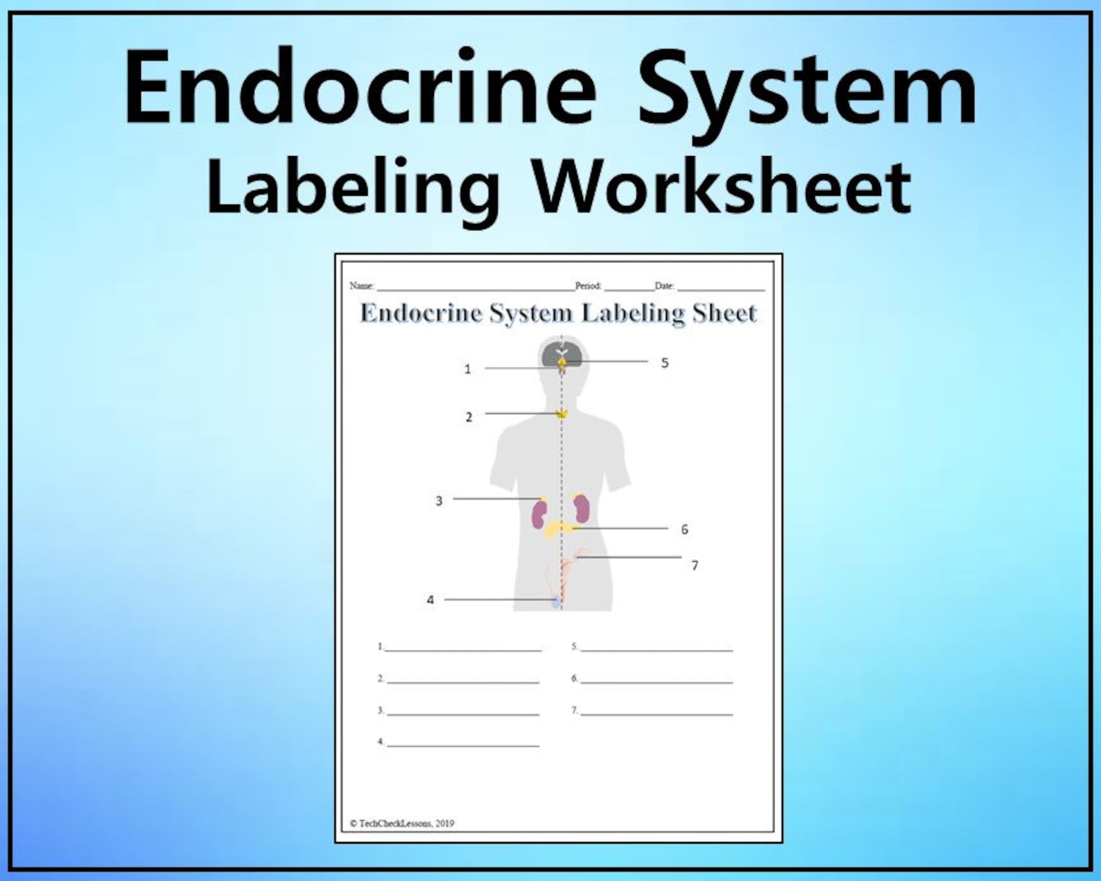Endocrine System Labeling Worksheet - Science Editable DIGITAL DOWNLOAD ...