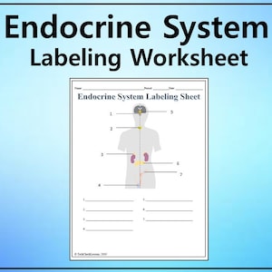 Endocrine System Labeling Worksheet - Science Editable DIGITAL DOWNLOAD ...