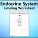 Endocrine System Labeling Worksheet - Science Editable DIGITAL DOWNLOAD ...