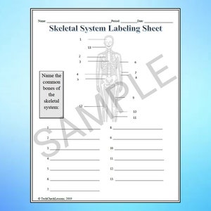 Skeletal System Labeling Worksheet - Science Editable DIGITAL DOWNLOAD ...