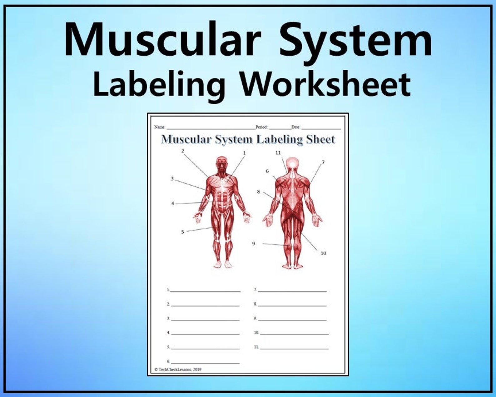Muscular System Labeling Worksheet Science Editable DIGITAL DOWNLOAD - Etsy