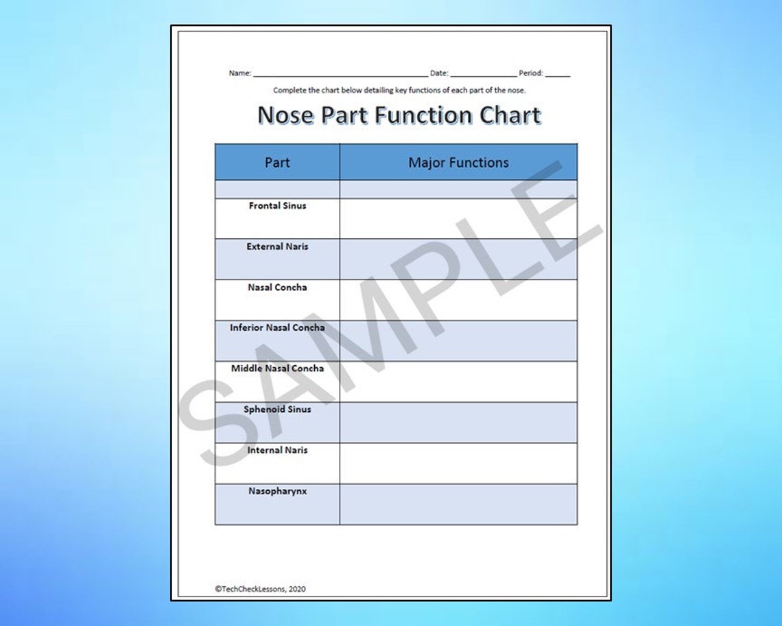 Parts of the Nose Diagram Labeling Worksheet - Science Editable DIGITAL ...