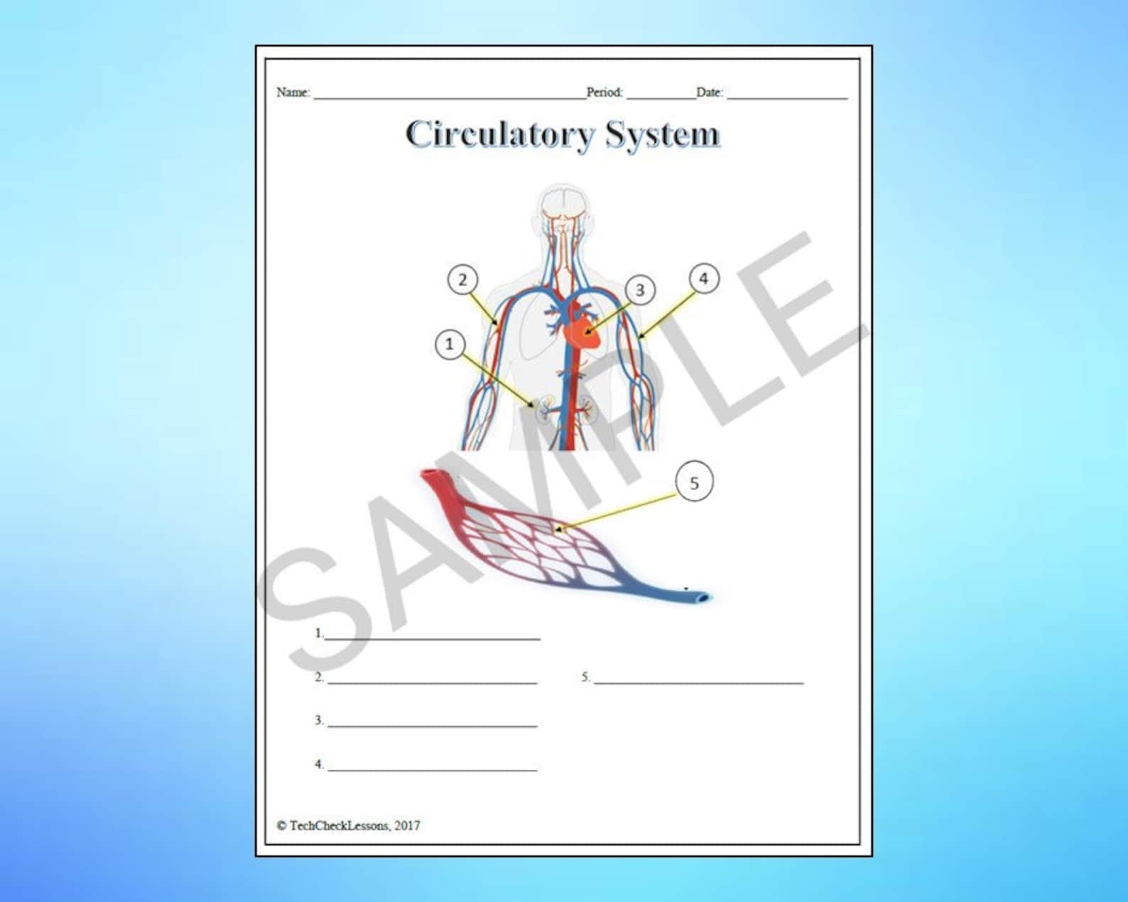 Circulatory System Labeling Worksheet - Science Editable DIGITAL ...