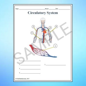 Circulatory System Labeling Worksheet - Science Editable DIGITAL ...